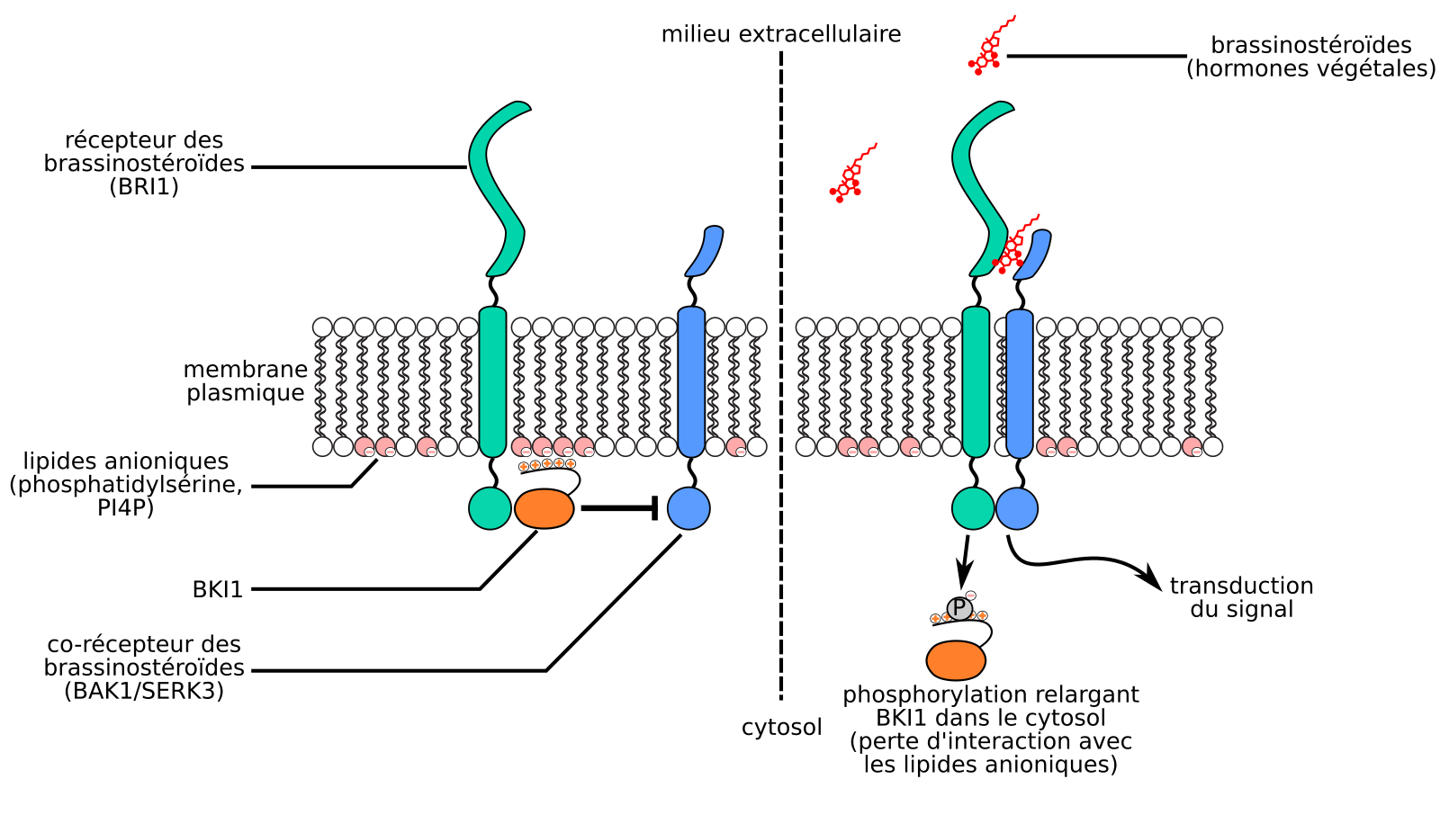 Complexe Protéique Transmembranaire Rhésus
